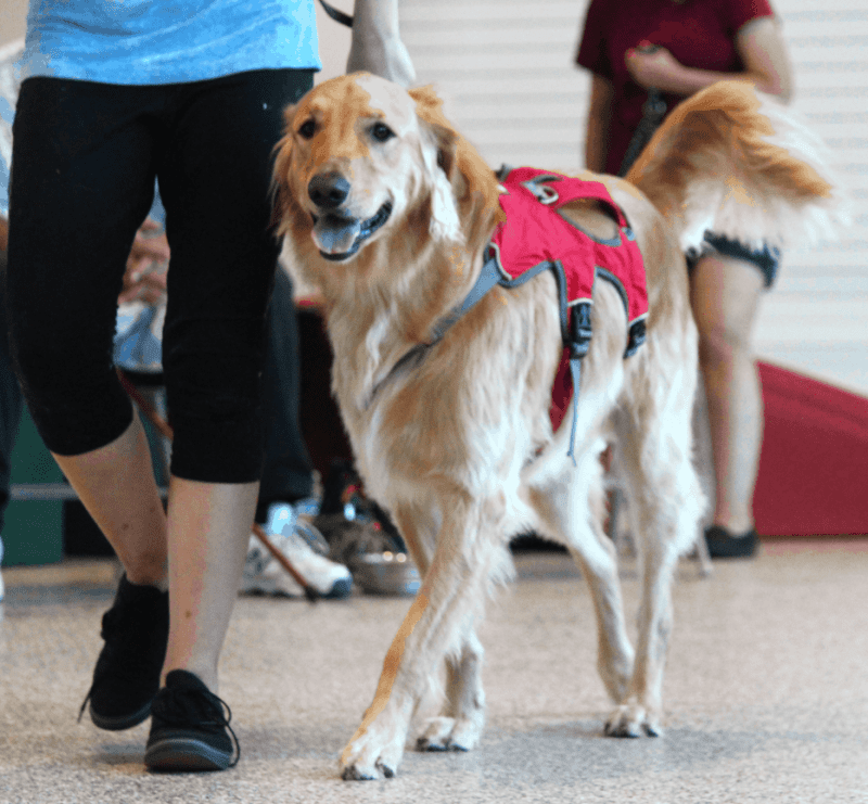 Group Training Classes - Bayside Pet Resort